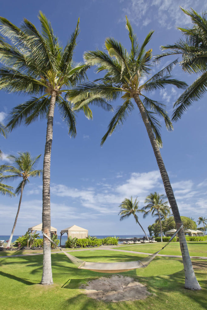 30 Spectacular Backyard Palm Tree Ideas Home Stratosphere